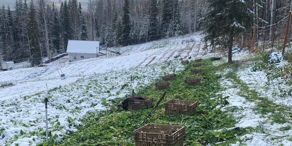 Local Winter Vegetables | Offbeet Farm
